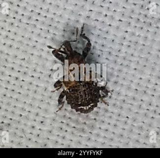 Crescent Curculio (Conotrachelus coronatus Stock Photo - Alamy