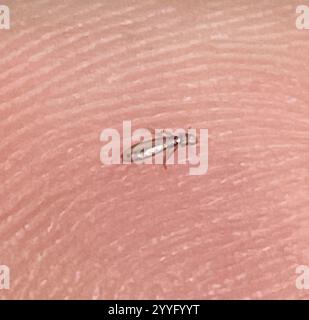 Poultry Wing Louse (Lipeurus caponis Stock Photo - Alamy
