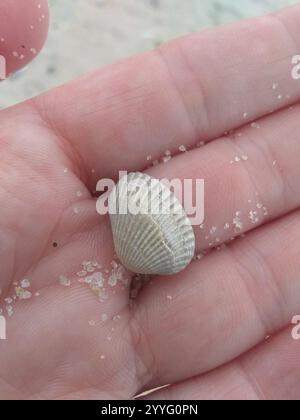 Transverse Ark (Anadara transversa Stock Photo - Alamy