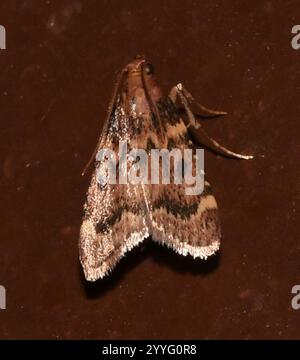 Pink-masked Pyralid Moth (Aglossa disciferalis Stock Photo - Alamy