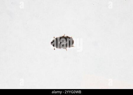 Ample Sap Beetle (Cryptarcha ampla Stock Photo - Alamy