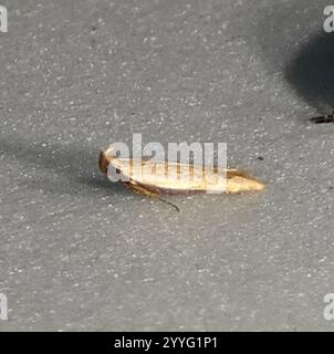 Soybean Webworm Moth (Mesophleps adustipennis Stock Photo - Alamy