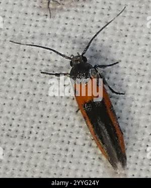 Kermes Scale Moth (Euclemensia bassettella Stock Photo - Alamy
