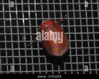 Asiatic Garden Beetle (Maladera formosae), Insecta, Bexley Stock Photo ...