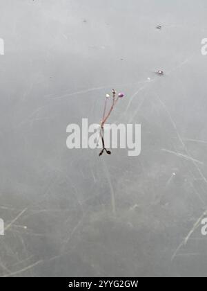 Purple Bladderwort (Utricularia purpurea Stock Photo - Alamy