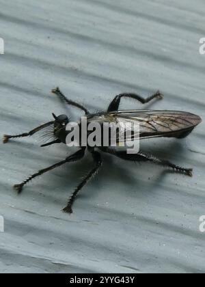 Arrowhead Laphria (Laphria index Stock Photo - Alamy