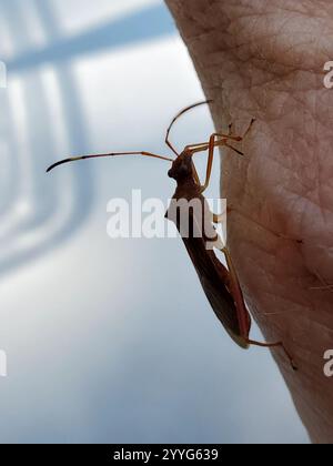 Lupine Bug (Megalotomus quinquespinosus Stock Photo - Alamy