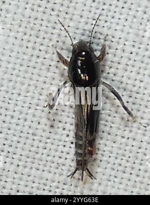 Larger Pygmy Mole Grasshopper (Neotridactylus apicialis) - Female ...