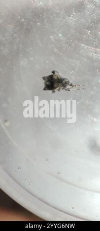 Hackled Orbweavers (Uloboridae Stock Photo - Alamy