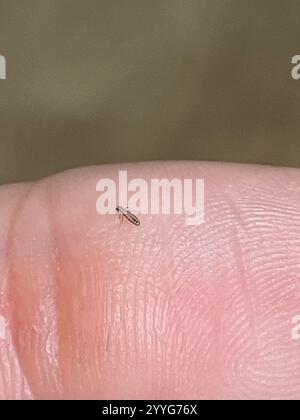 Poultry Wing Louse (Lipeurus caponis Stock Photo - Alamy