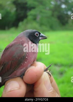 Black-faced Firefinch (Vinaceous) (Lagonosticta larvata vinacea Stock ...