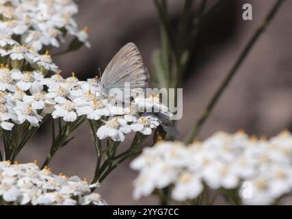 Anna's Blue (Plebejus anna Stock Photo - Alamy