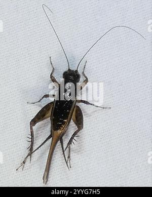 Small Ground Crickets (Neonemobius Stock Photo - Alamy