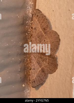 Pale-lined Angle (Digrammia irrorata Stock Photo - Alamy
