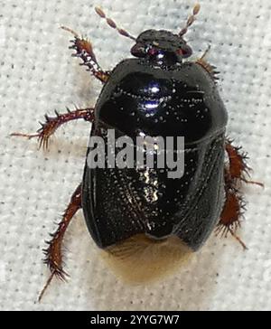 Burrowing Bugs (Cydnidae Stock Photo - Alamy