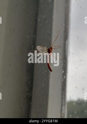 Short-tailed Ichneumonid Wasps (Ophioninae Stock Photo - Alamy