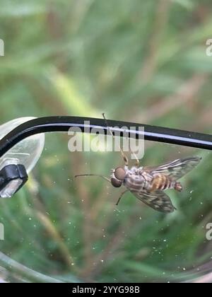 Water Snipe Flies (Athericidae Stock Photo - Alamy