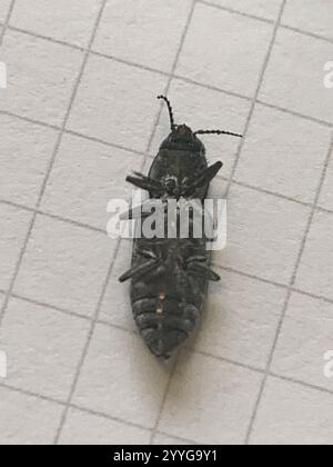 Charcoal Beetle (Melanophila consputa Stock Photo - Alamy