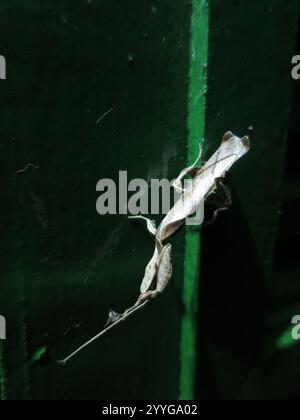 Common Ghost Mantis (Phyllocrania paradoxa Stock Photo - Alamy