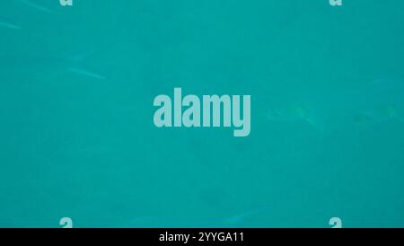 Machete (Elops affinis Stock Photo - Alamy