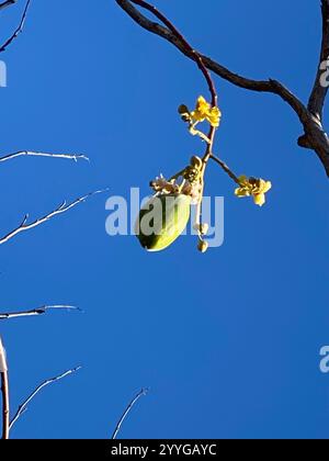 Yellow Kapok (Cochlospermum fraseri Stock Photo - Alamy