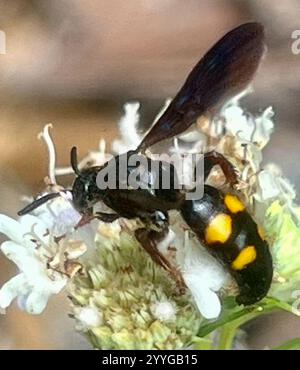 Scolia nobilitata - Noble Scoliid Wasp - with light yellow orange red ...