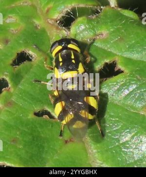 Four-barred Major (Oxycera rara Stock Photo - Alamy