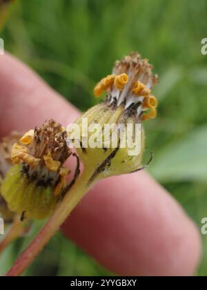 Tall western groundsel (Senecio integerrimus), Plantae, Columbia River ...