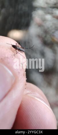 Black Saltmarsh Mosquito (Aedes taeniorhynchus Stock Photo - Alamy