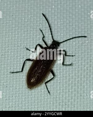 Rough-haired Lagria Beetle (Lagria hirta Stock Photo - Alamy