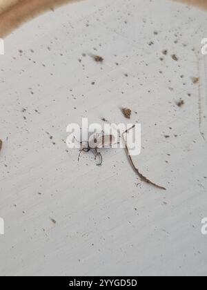 Cotton Seed Bug (Oxycarenus hyalinipennis Stock Photo - Alamy