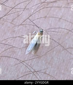 Lesser Tawny Crescent (Batia lunaris Stock Photo - Alamy