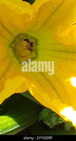 Pruinose Squash Bee (Xenoglossa pruinosa Stock Photo - Alamy