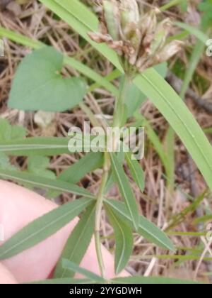 lupine clover (Trifolium lupinaster Stock Photo - Alamy