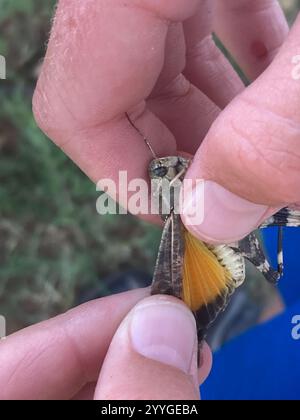 Plains Yellow-winged Grasshopper (Arphia simplex Stock Photo - Alamy