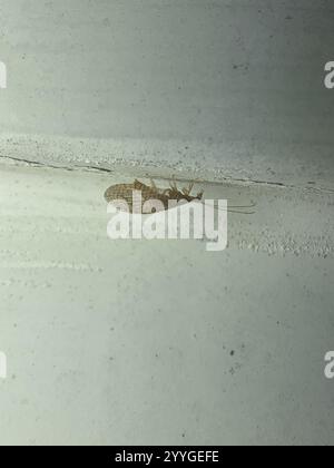 Posterior Brown Lacewing (Micromus posticus Stock Photo - Alamy
