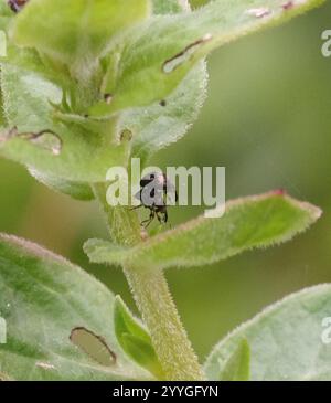 Flower Bud Weevil (Nanophyes marmoratus) Insecta Stock Photo - Alamy