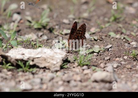 Hydaspe Fritillary (Argynnis hydaspe Stock Photo - Alamy