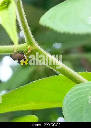 Mexican Treehopper (Membracis mexicana Stock Photo - Alamy