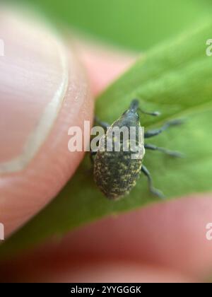 Turbine Cylindrical Weevil (Larinus turbinatus Stock Photo - Alamy