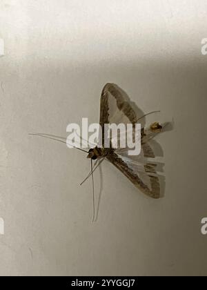 Cucumber Moth (Diaphania indica Stock Photo - Alamy