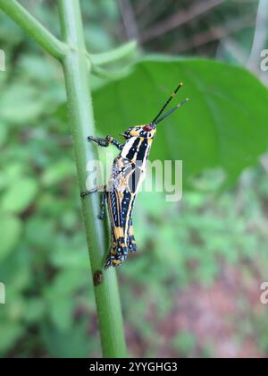 Variegated grasshopper (Zonocerus variegatus Stock Photo - Alamy