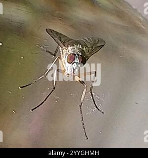 Small Fleck-winged Snipefly (Rhagio lineola Stock Photo - Alamy
