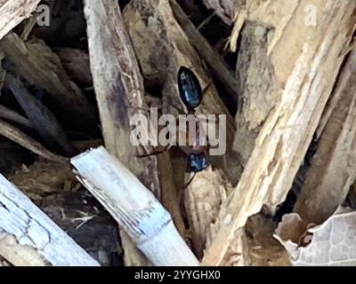 Texas Carpenter Ant (Camponotus texanus Stock Photo - Alamy