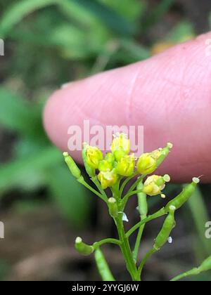 Bog Yellowcress (Rorippa palustris Stock Photo - Alamy