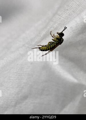 Yellow-sided Clover-sawfly (Tenthredo notha Stock Photo - Alamy