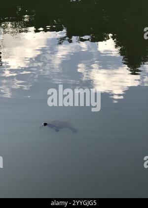 Eastern Saw-shelled Turtle (Myuchelys latisternum) Reptilia Stock Photo ...