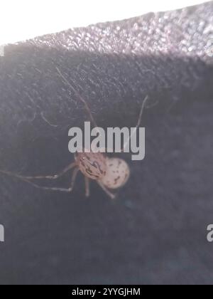 Common Spitting Spider (Scytodes thoracica) Arachnida Stock Photo - Alamy