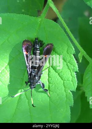 Virginia Creeper Clearwing (Albuna fraxini Stock Photo - Alamy