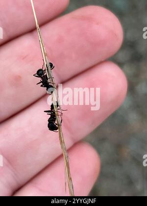 Andre's Harvester Ant (Veromessor andrei) Insecta Stock Photo - Alamy